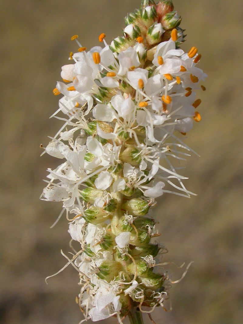 White Prairie Clover - All Native Seed, LLC