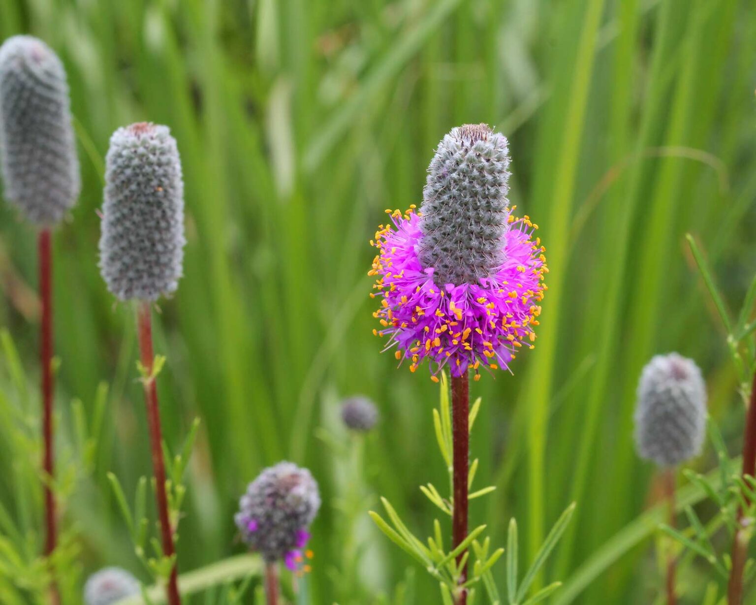 Plant of the month - Purple Prairie Clover (Dalea purpurea) - All ...