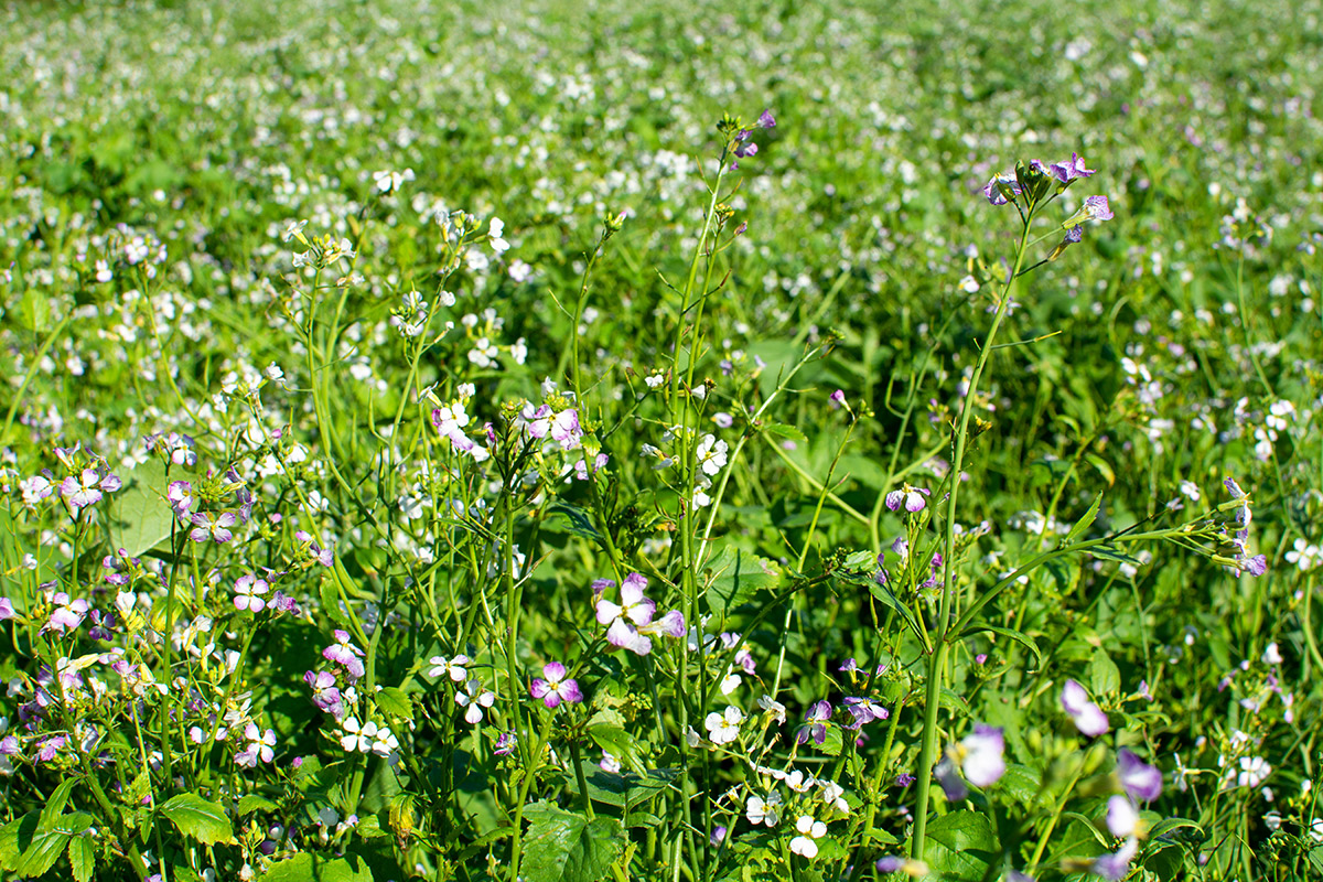 Understanding Cover Crops - All Native Seed, LLC