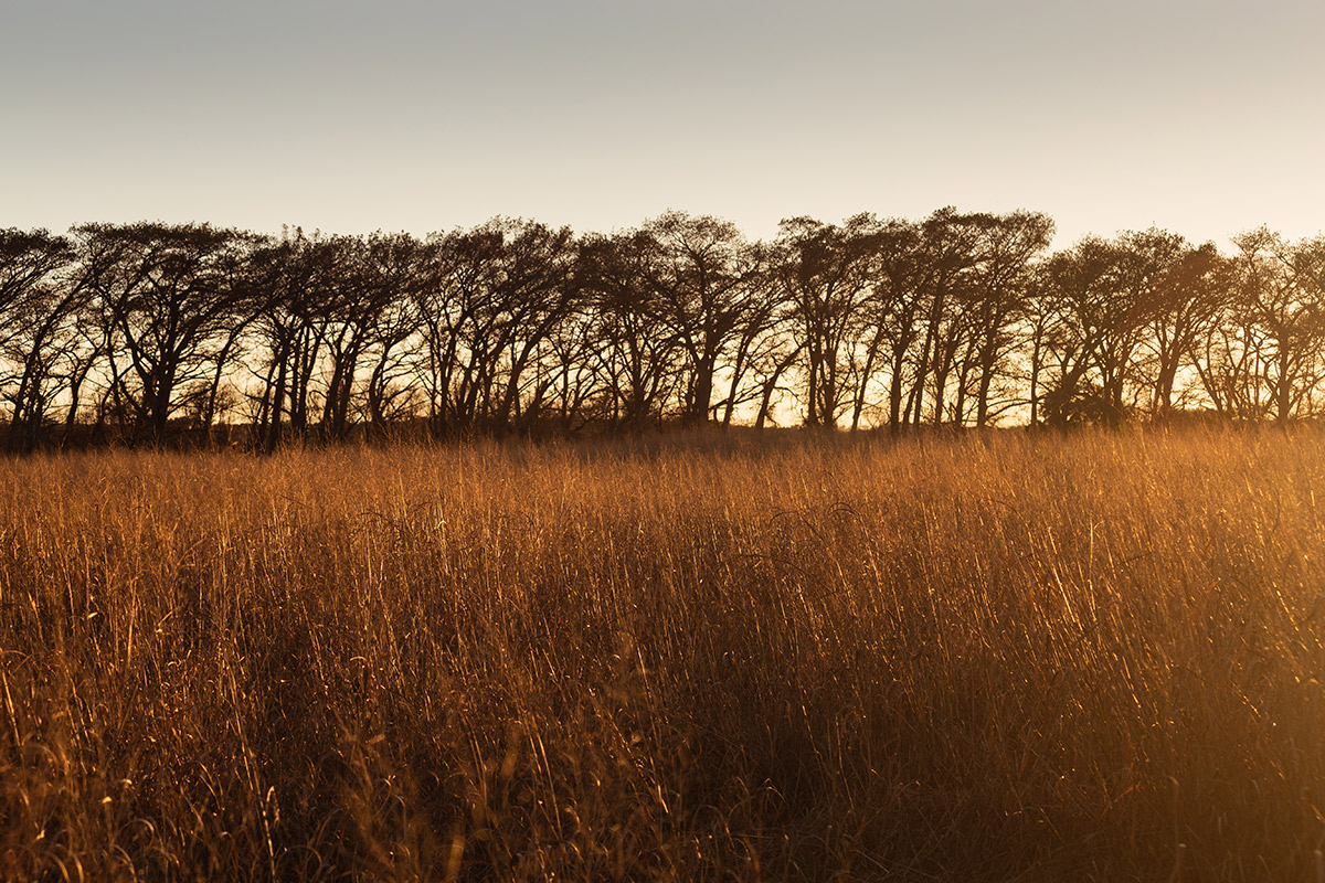 What is the Future of Switchgrass? - All Native Seed, LLC