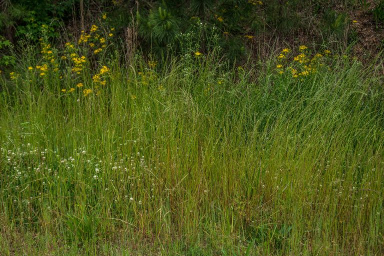 Seeds of Change: Exploring the Transformative Impact of Native Grasses ...
