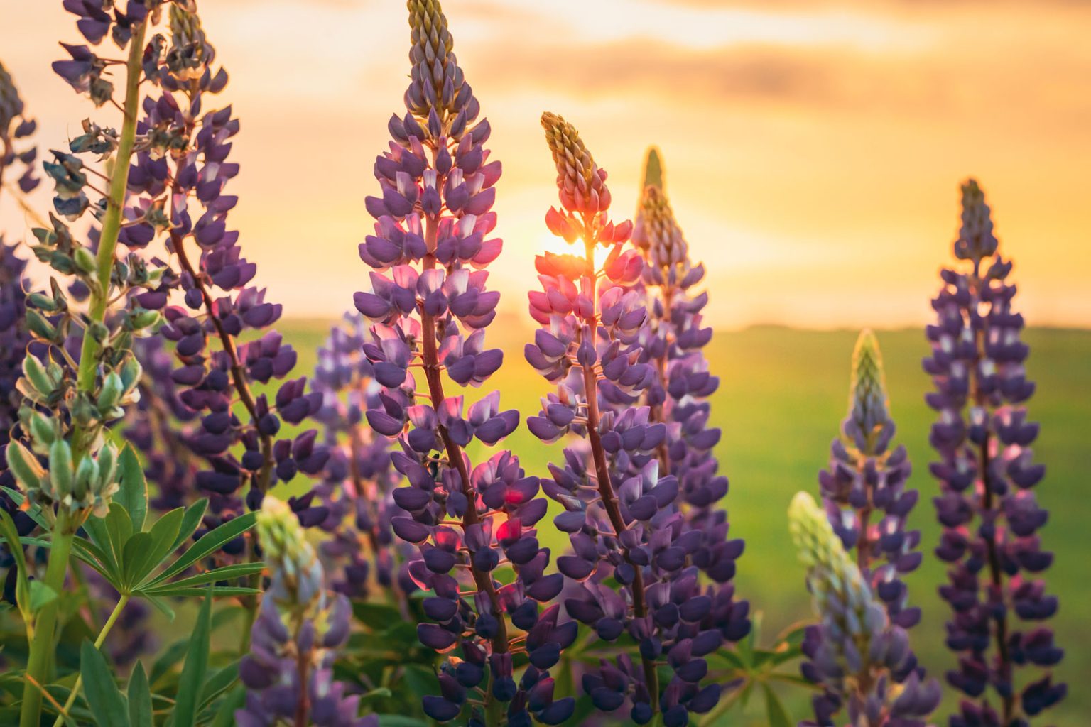 Plant of the Month: Embrace Spring with the Lovely Lupine - All Native ...