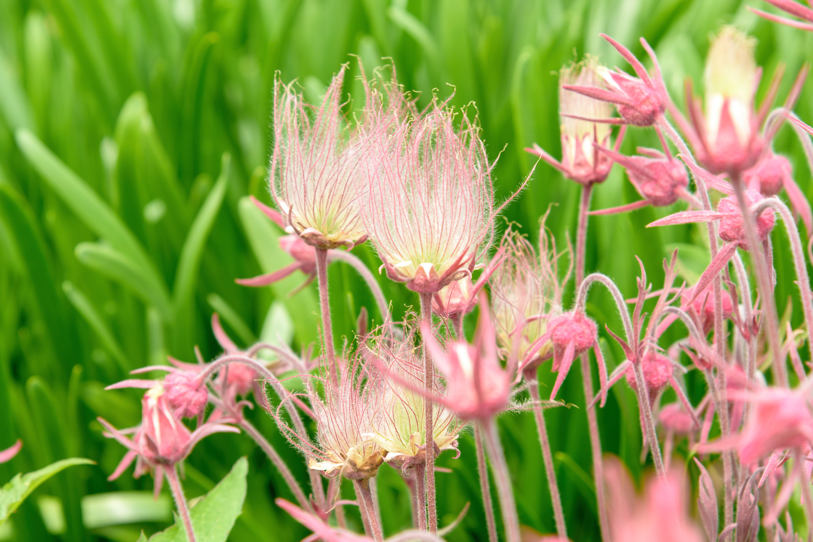 Plant of the Month: Embrace the Beauty of Prairie Smoke - All Native ...