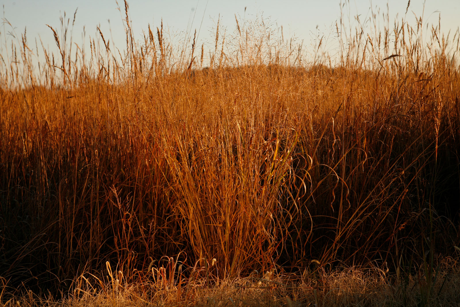 Selecting the Best Warm-Season Grasses for Your Region: A Guide for CRP ...