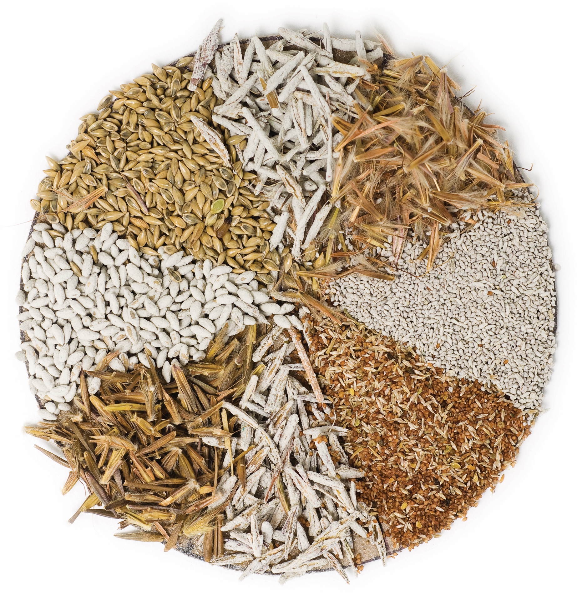 Preventing Invasive Species: The Importance of Seed Testing in Native ...