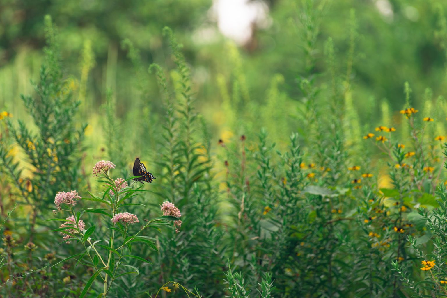 The Importance of Documentation for USDA Reimbursement - All Native ...