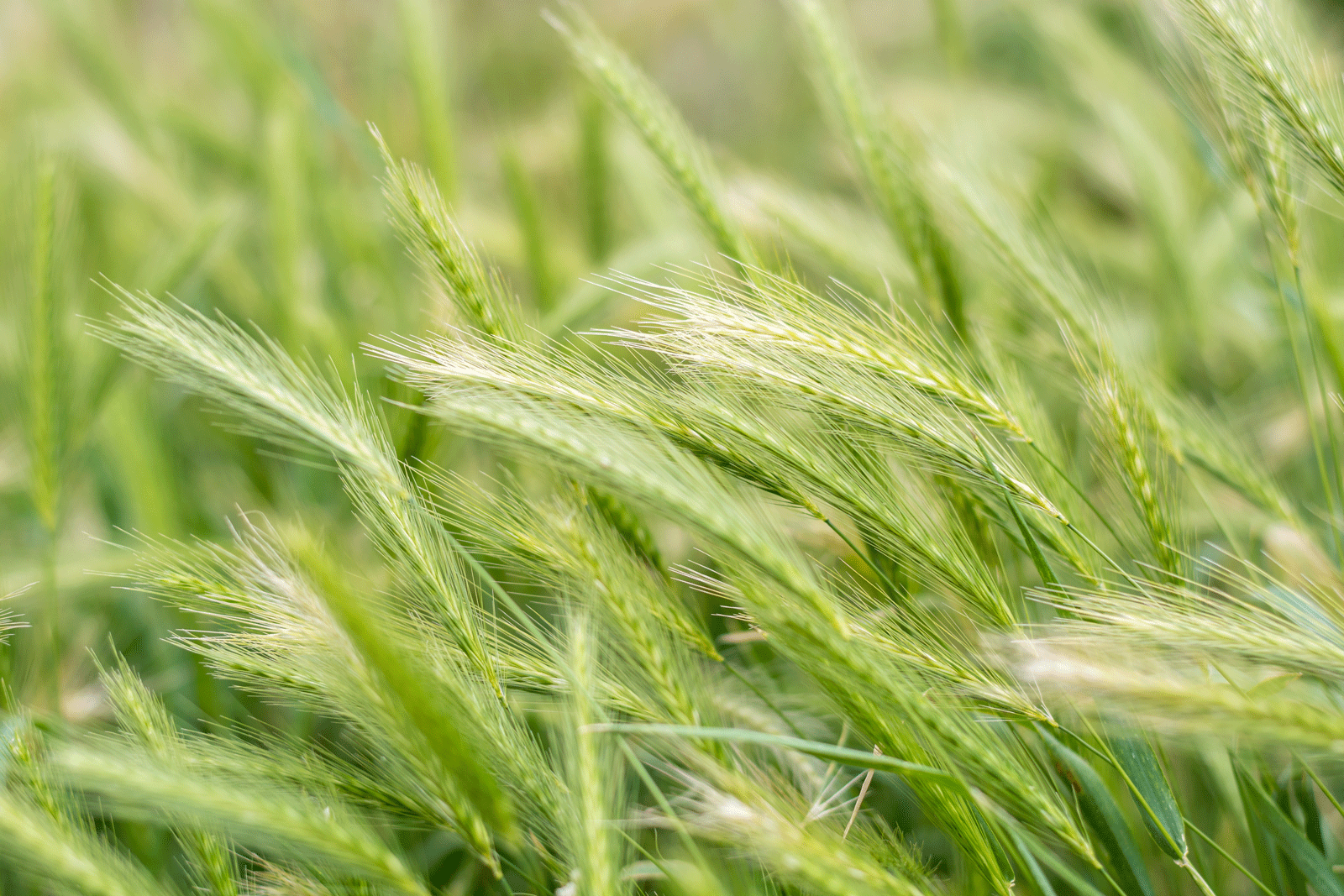 The Role of Cover Crops in CRP Establishment - All Native Seed, LLC