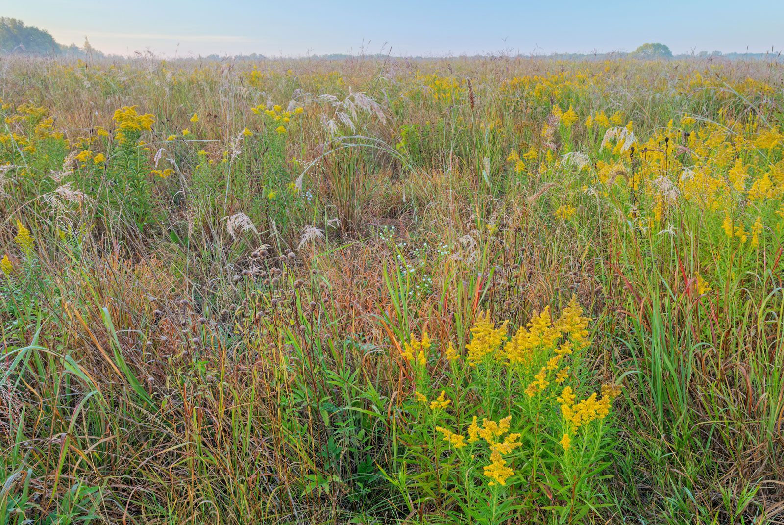 The Benefits of Prairie Restoration in CRP Programs - All Native Seed, LLC