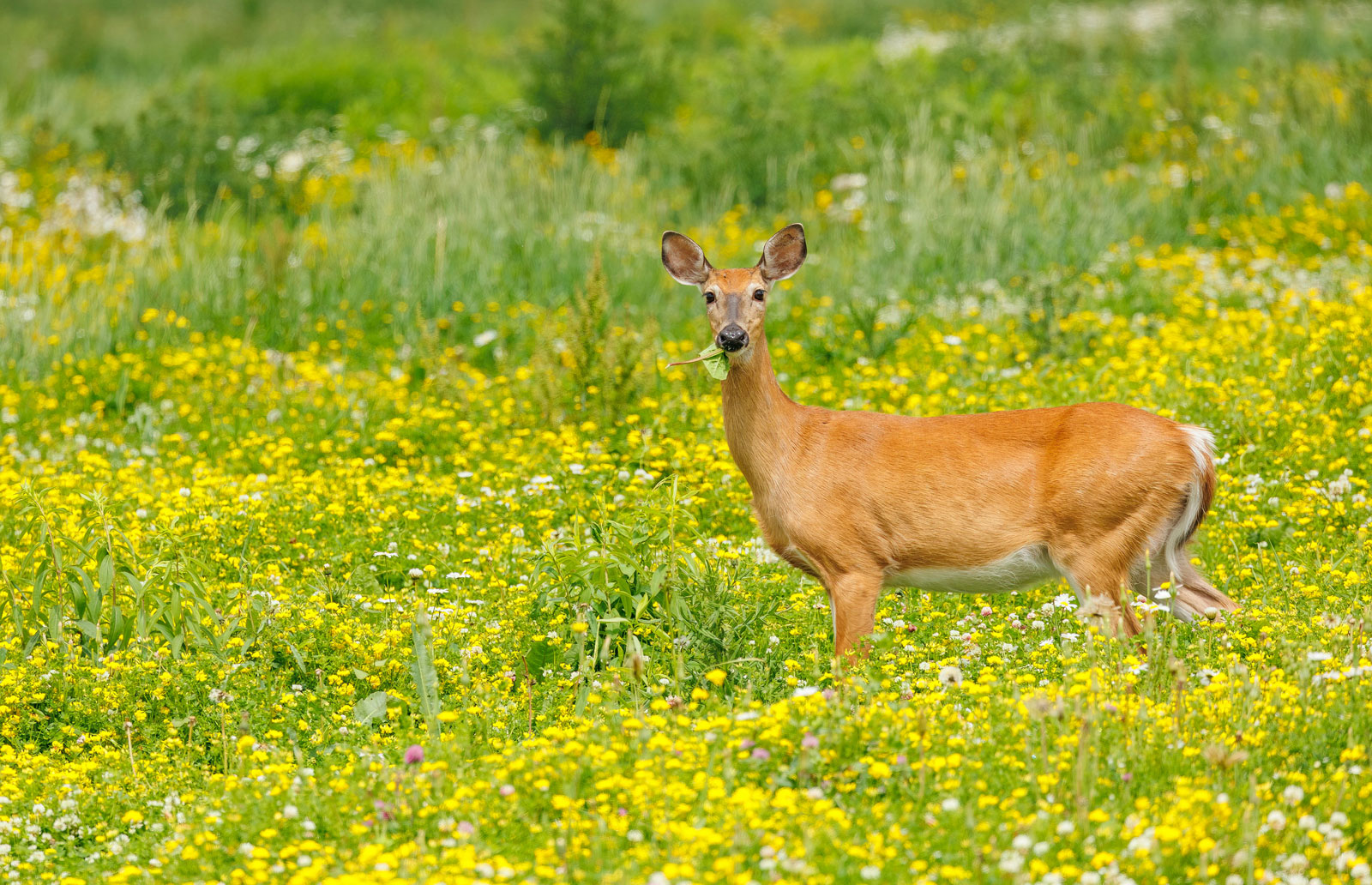 Wildlife Corridors: How Native Plants Help Connect Habitats - All ...